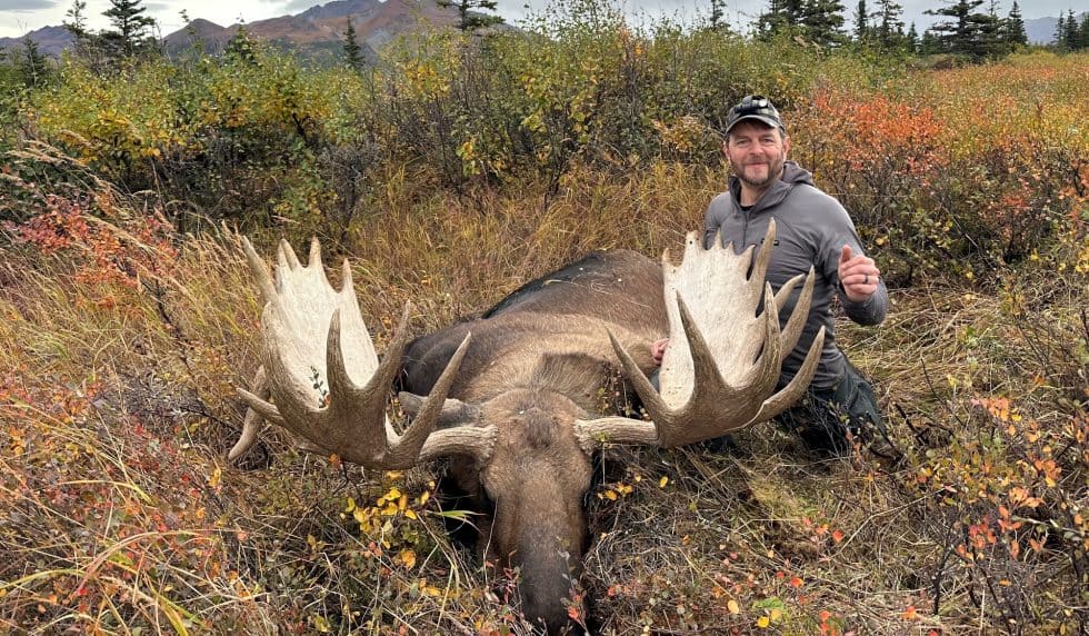 Moose | Alaska Brown Bear Hunts - Litzen Guide Service